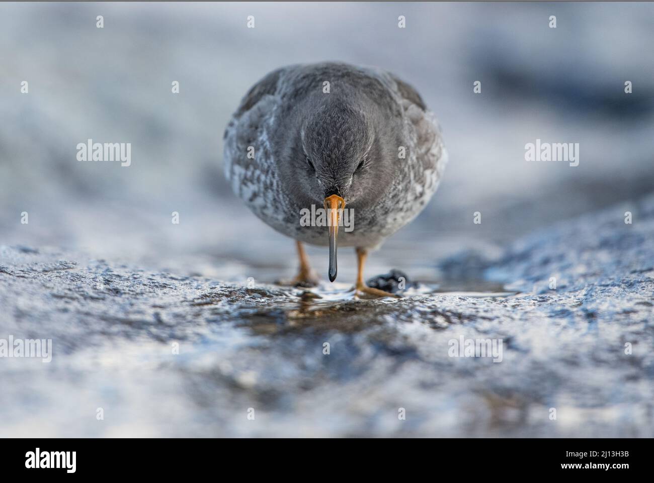 Selective focus of a gray Sandpiper bird drinking water flowing down ...