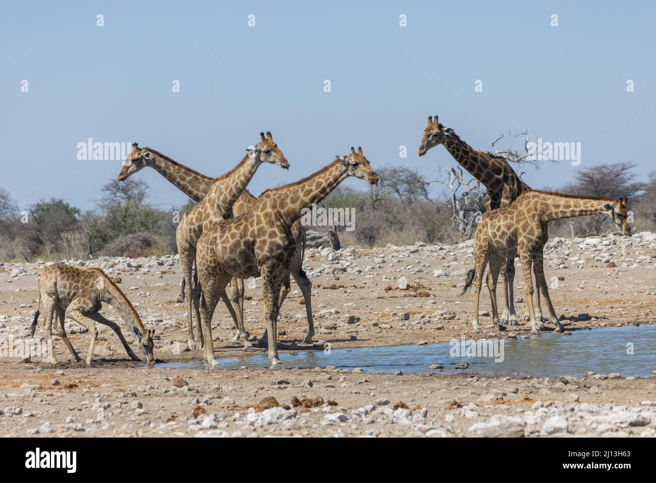 Giraffe drinking water from pond hi-res stock photography and images - Alamy