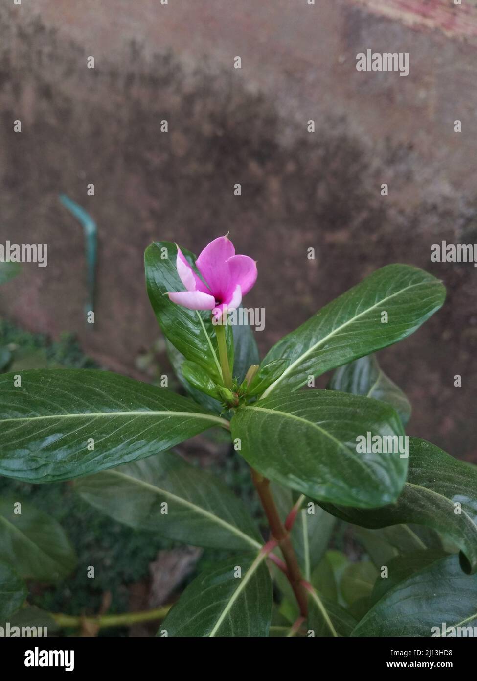 Pink west indian periwinkle hi-res stock photography and images - Alamy