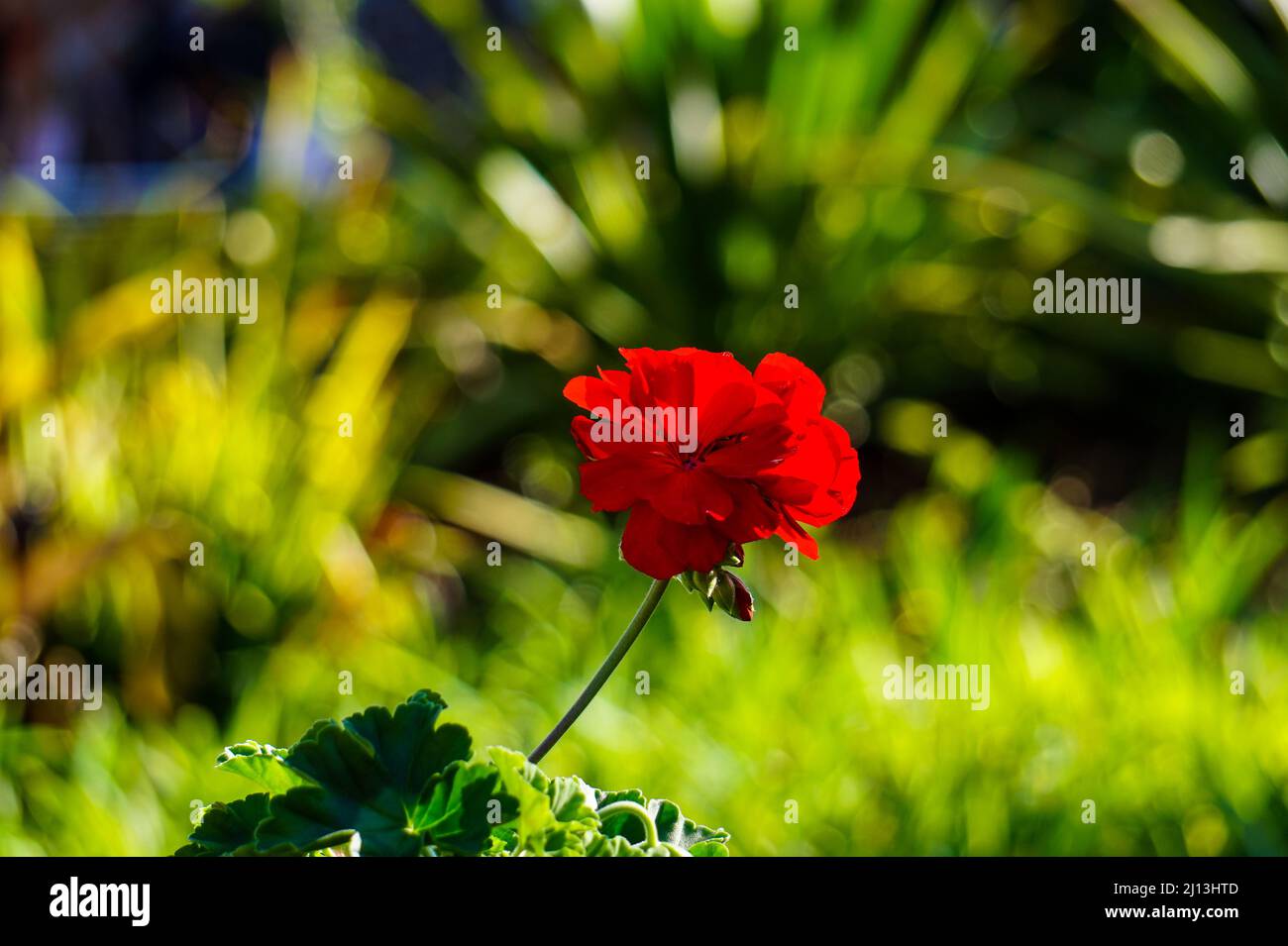 Bright red flower at Roma Street parklands Stock Photo - Alamy