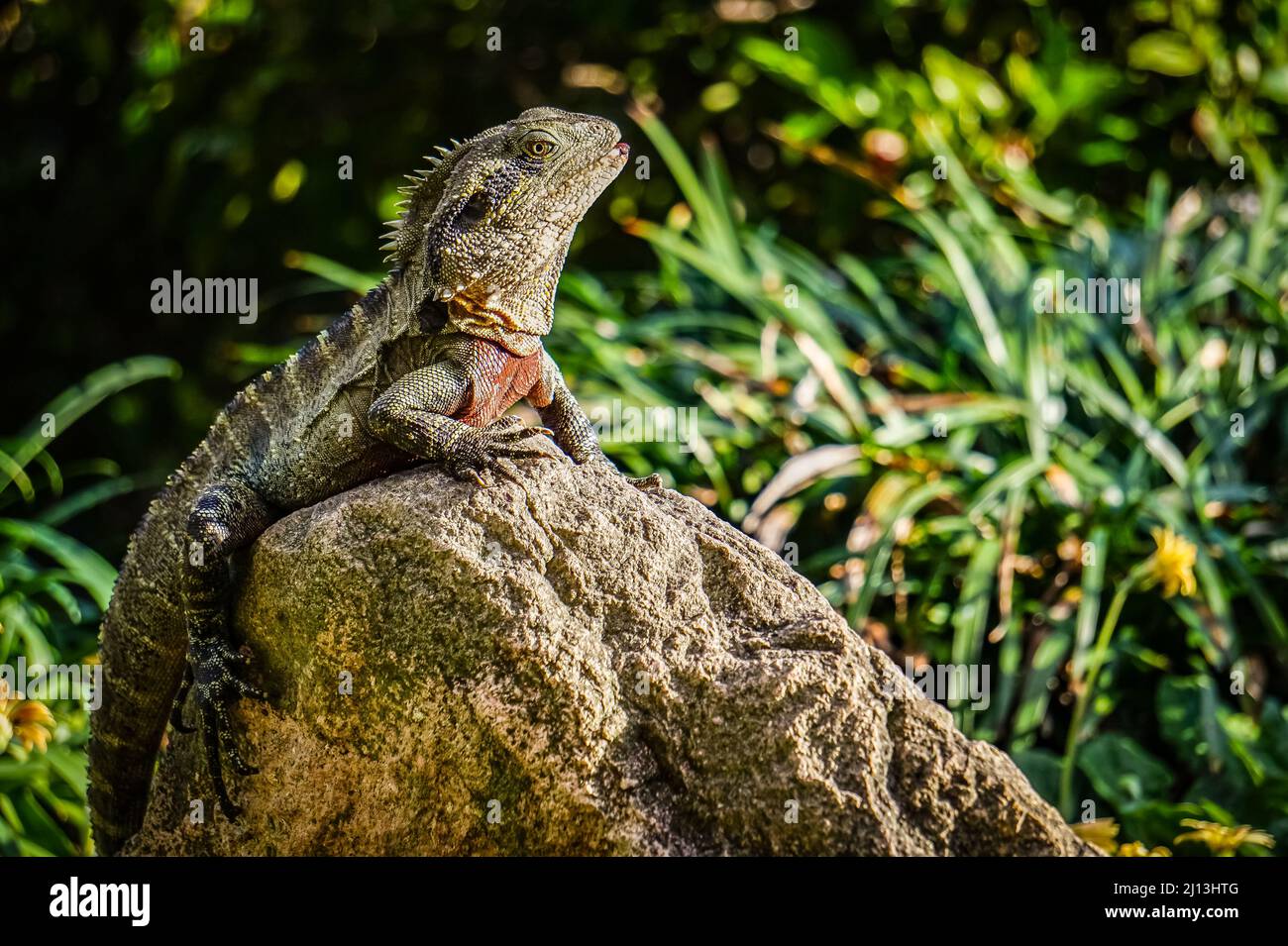 Male eastern water dragon hi-res stock photography and images - Alamy