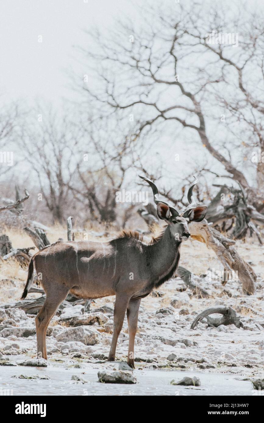Wildlife shot of deer in the forest in Namibia, Safari Africa Stock ...