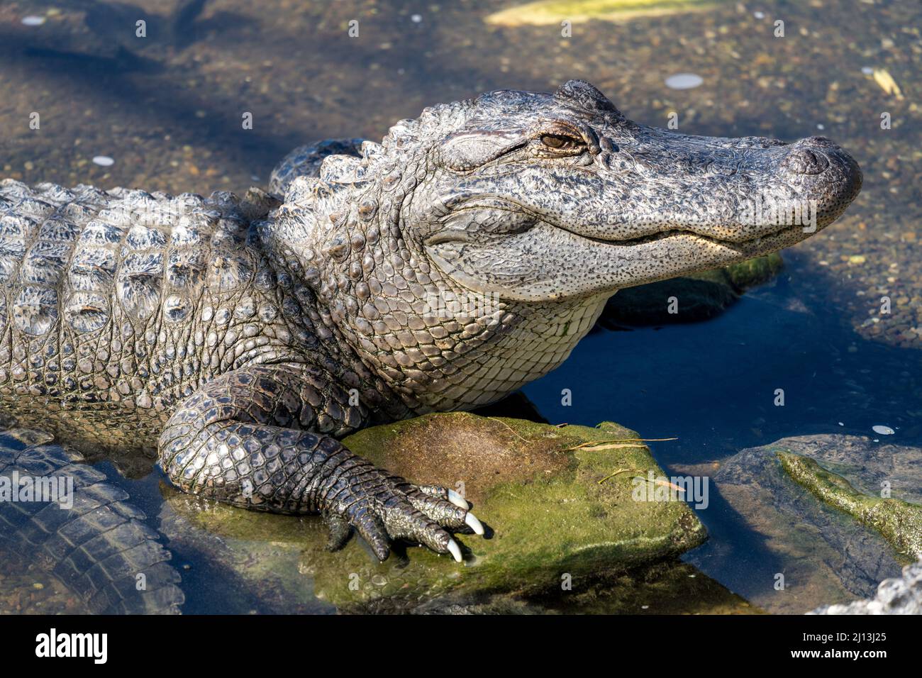 An alligator basking in the sun at the Alligator Sanctuary at the South ...