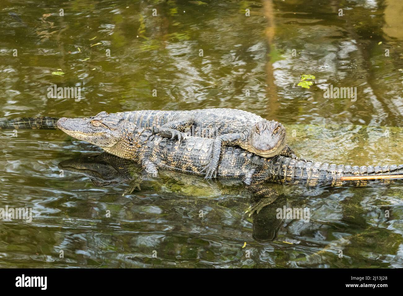 Alligators basking in the sun at the Alligator Sanctuary, South Padre ...