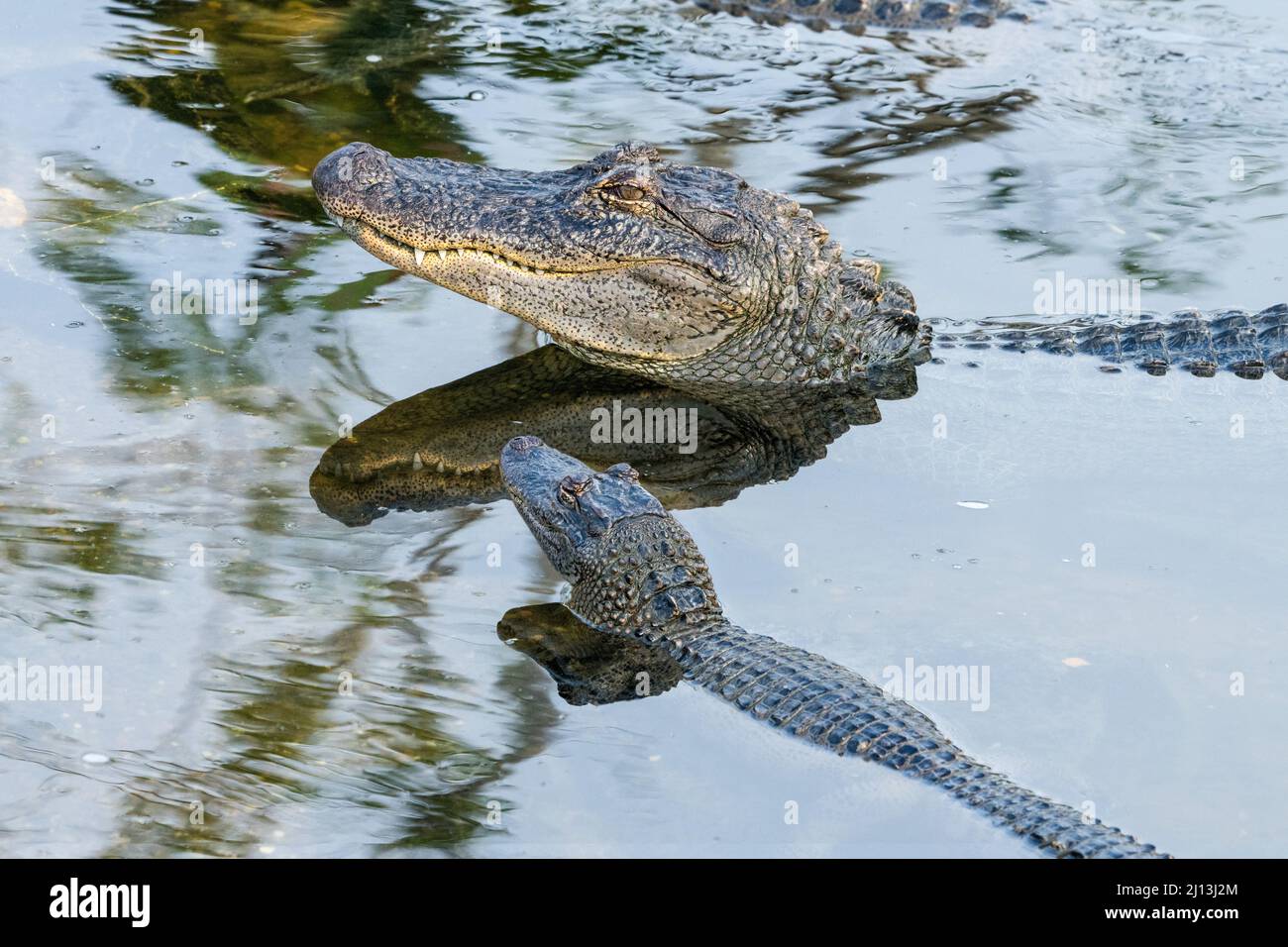 Alligators in a pond at the Alligator Sanctuary at the South Padre ...