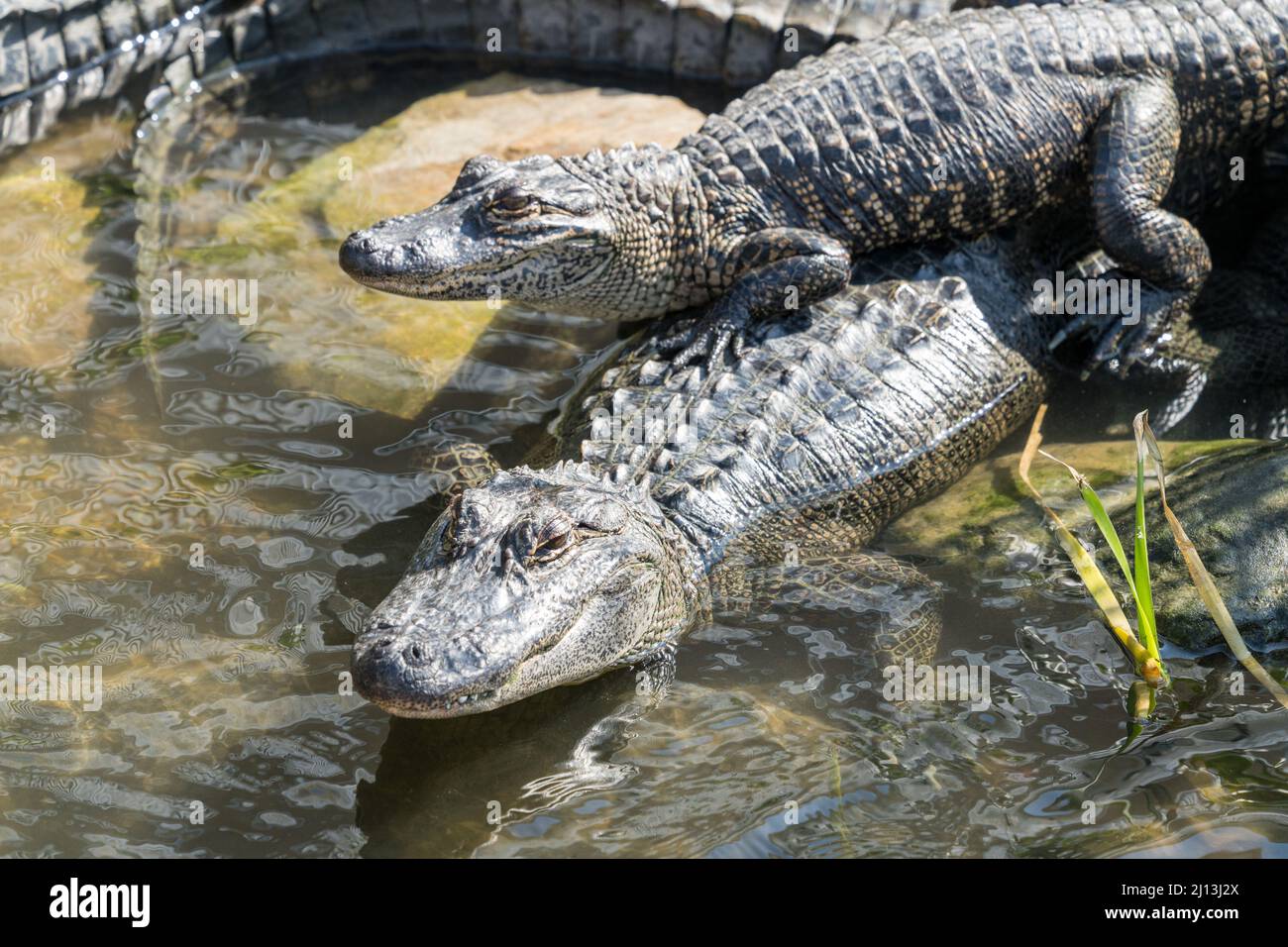 Alligators basking in the sun at the Alligator Sanctuary, South Padre ...