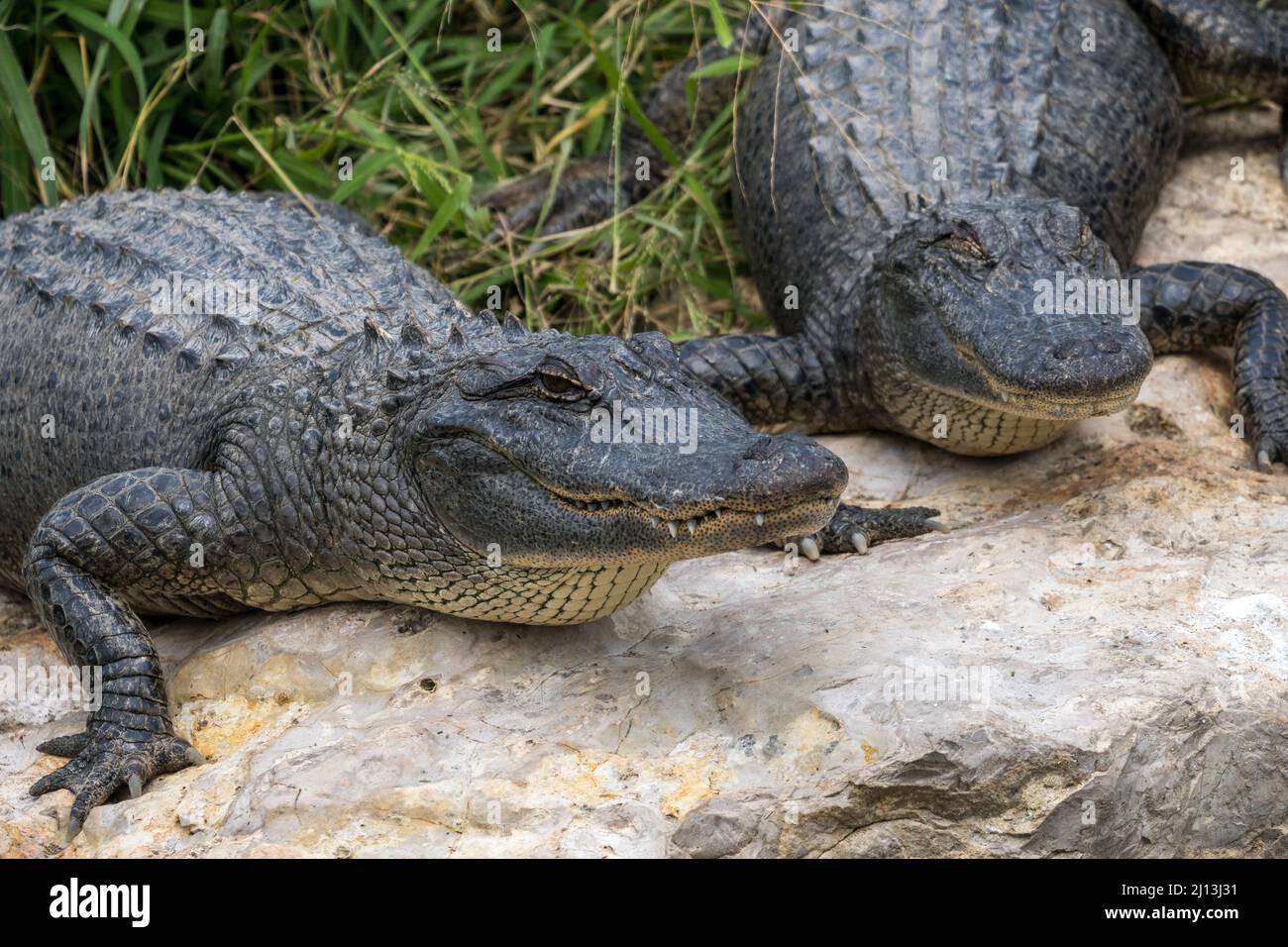 Alligators basking in the sun at the Alligator Sanctuary, South Padre ...