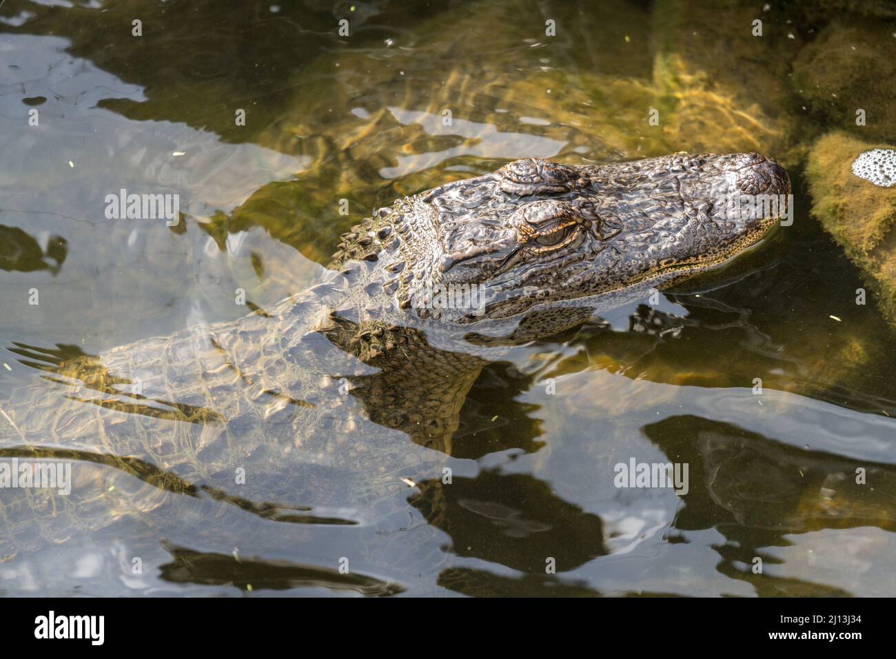 An alligator in a pond at the Alligator Sanctuary at the South Padre ...