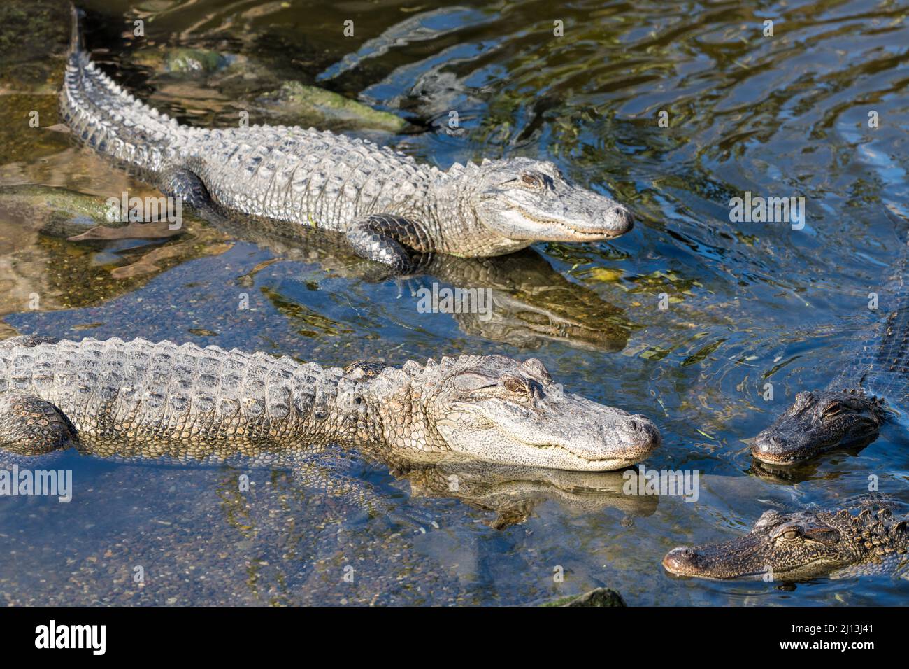 Alligators in a pond at the Alligator Sanctuary at the South Padre ...