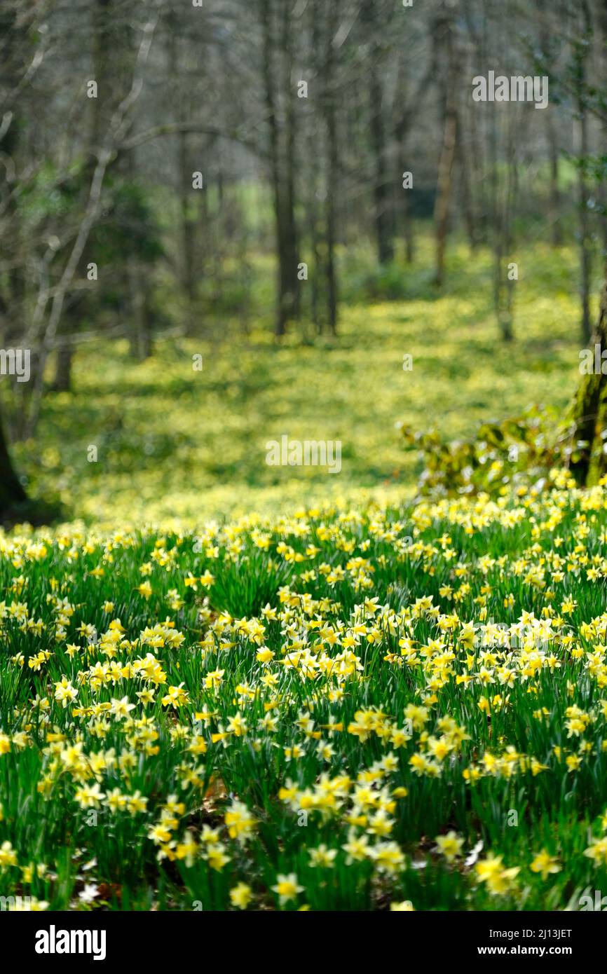 Dymock woods hi-res stock photography and images - Alamy