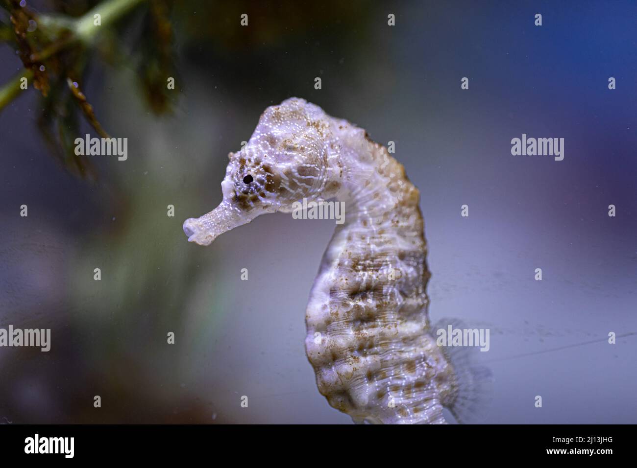 Closeup shot of a beautiful seahorse on the blurry background Stock ...