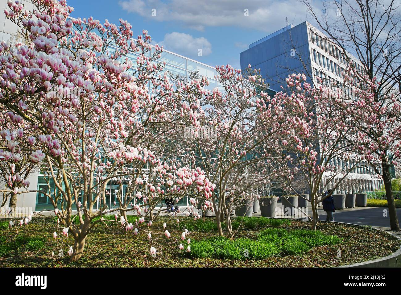 View on park in german city with pink blooming magnolia tree in spring ...