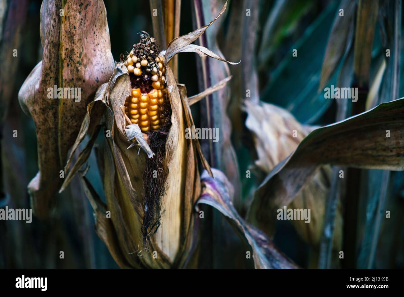 Closeup shot of a corn growing in Cherry Crest Farm in Pennsylvania ...
