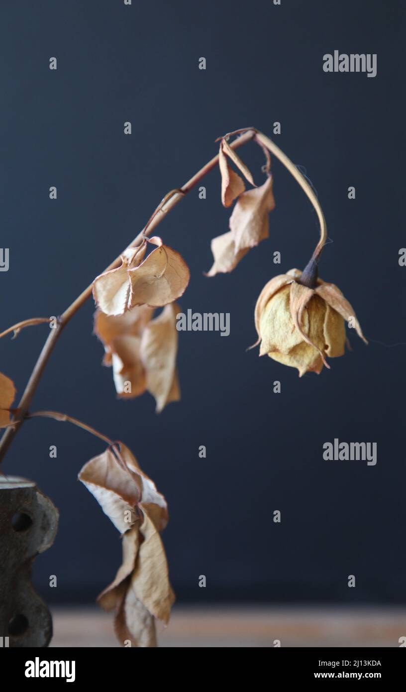 A dried rose. Single dead flower. Selective focus and dark background ...