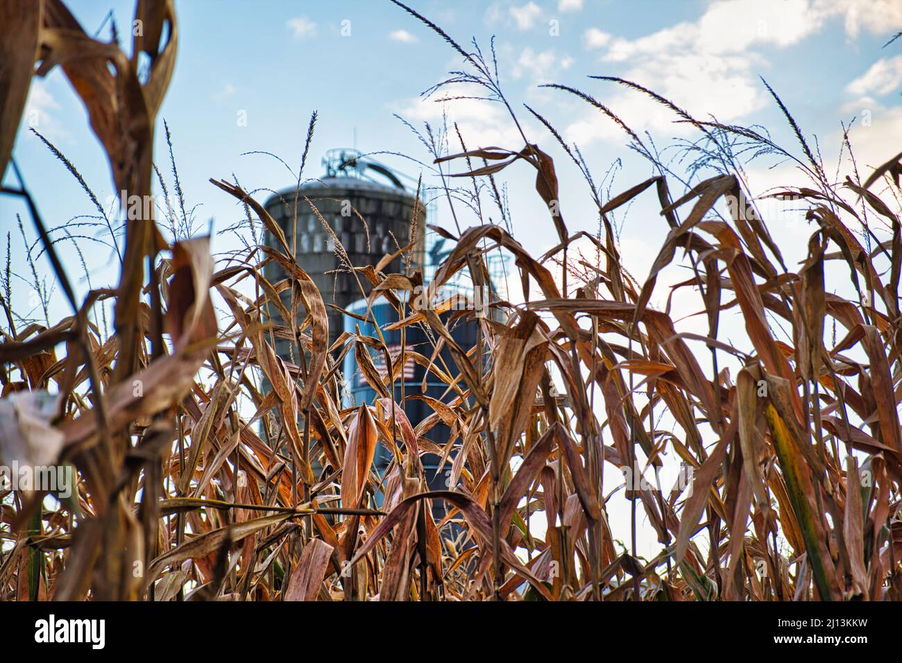 Closeup shot of a corn field in Cherry Crest Farm in Pennsylvania, USA ...