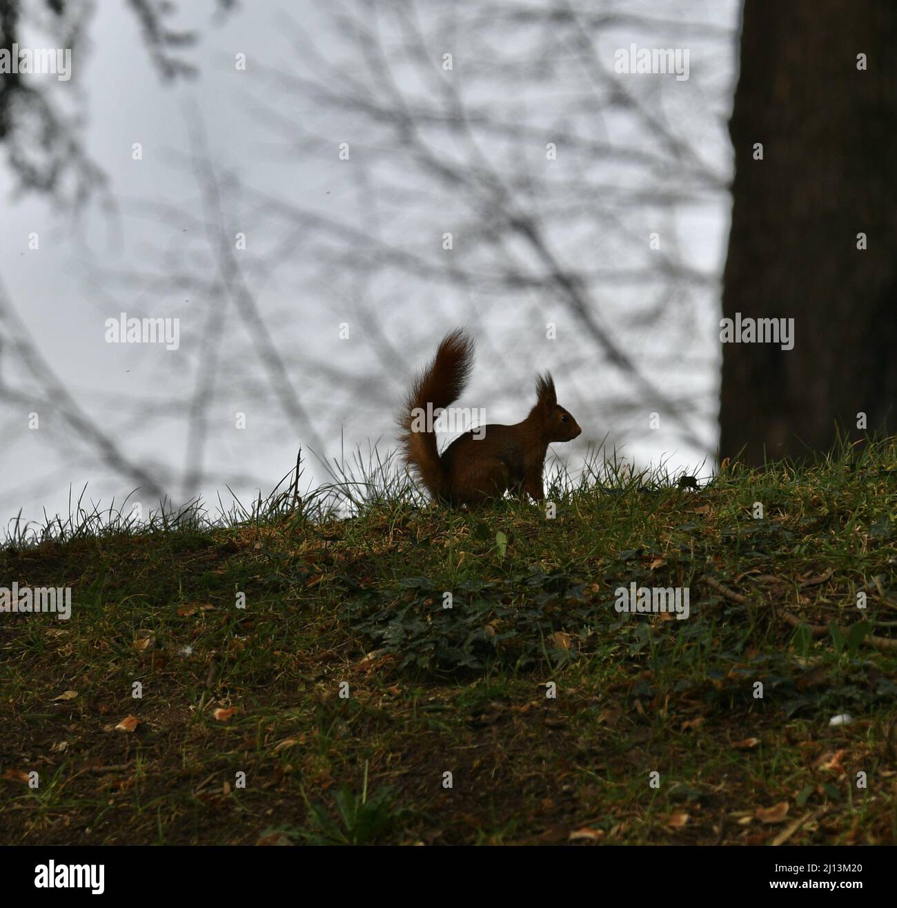 Cartoon squirrel holding acorn hi-res stock photography and images - Alamy