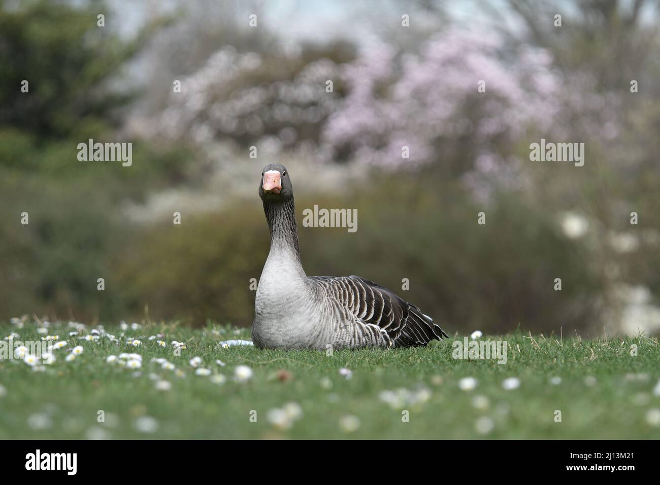 Portrait of a Greylag goose at spring Stock Photo - Alamy
