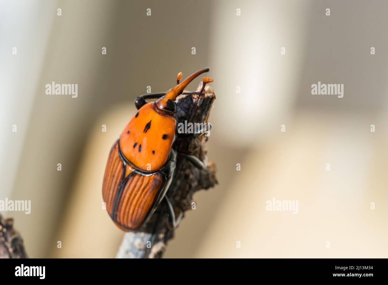 A red palm weevil, Rhynchophorus ferrugineus, resting on a dry twig in ...
