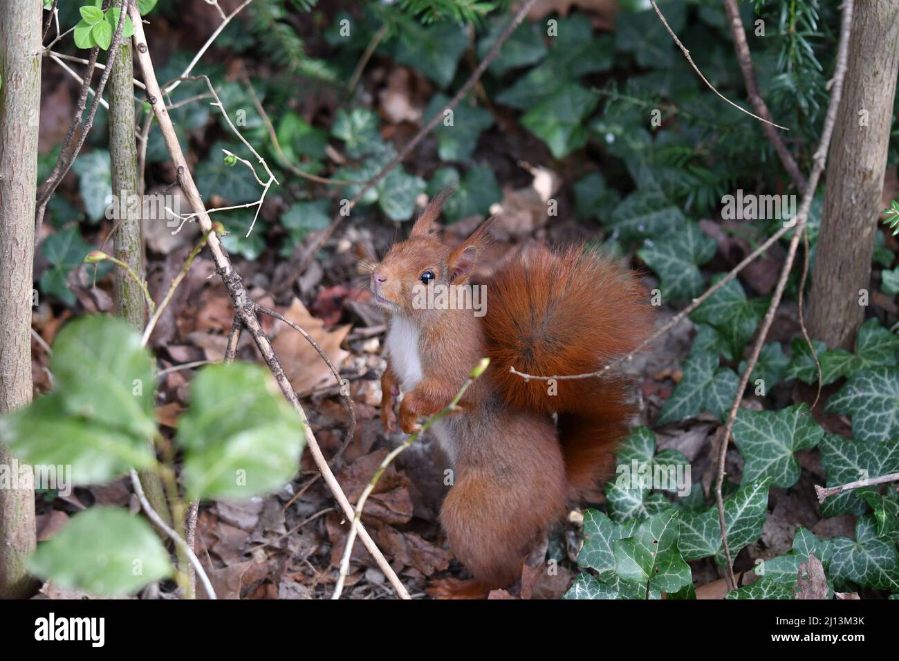 Cute little squirrel Stock Photo - Alamy