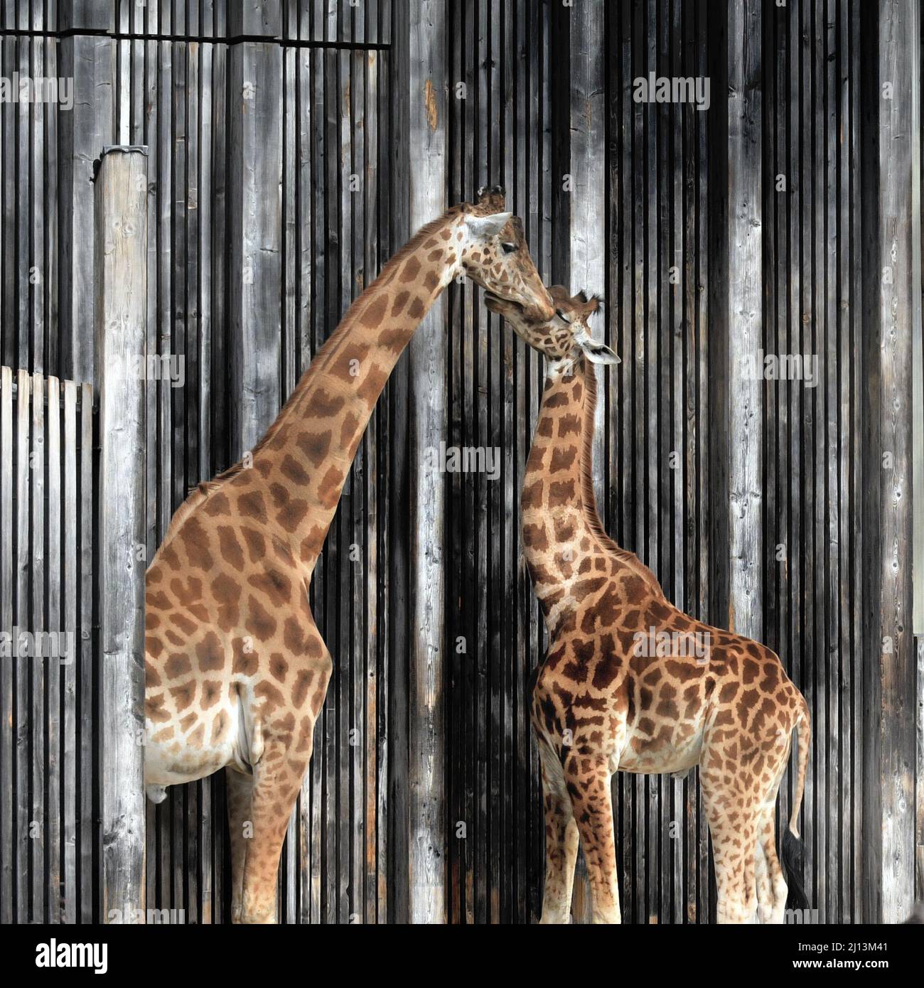 Two giraffes kissing animals in hi-res stock photography and images - Alamy