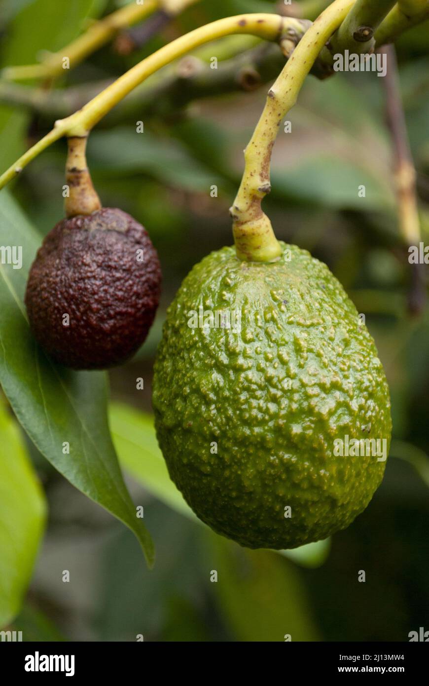 Avocado tree in Guatemala, Central America, green economy, export crop ...