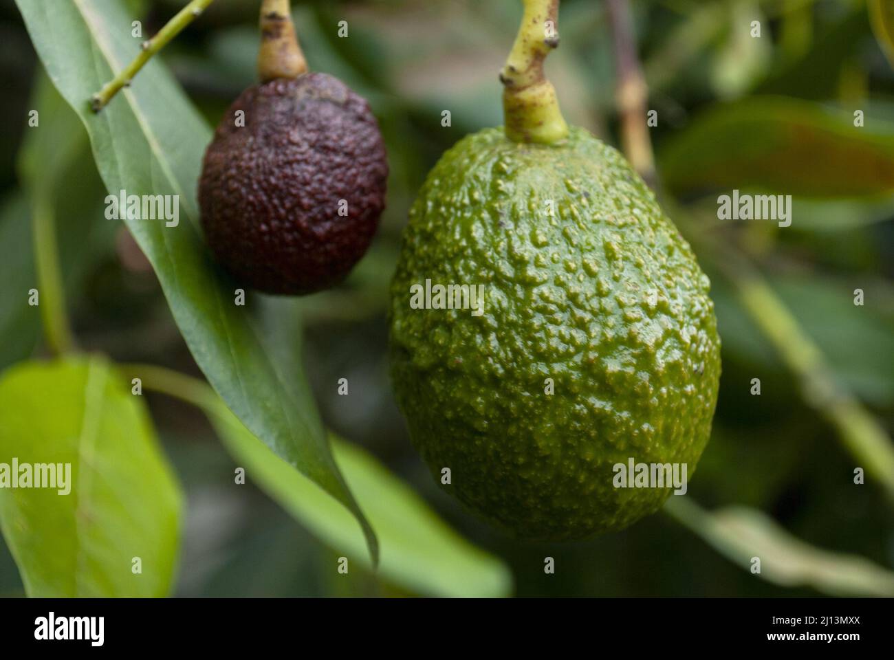 Avocado tree in Guatemala, Central America, green economy Stock Photo ...
