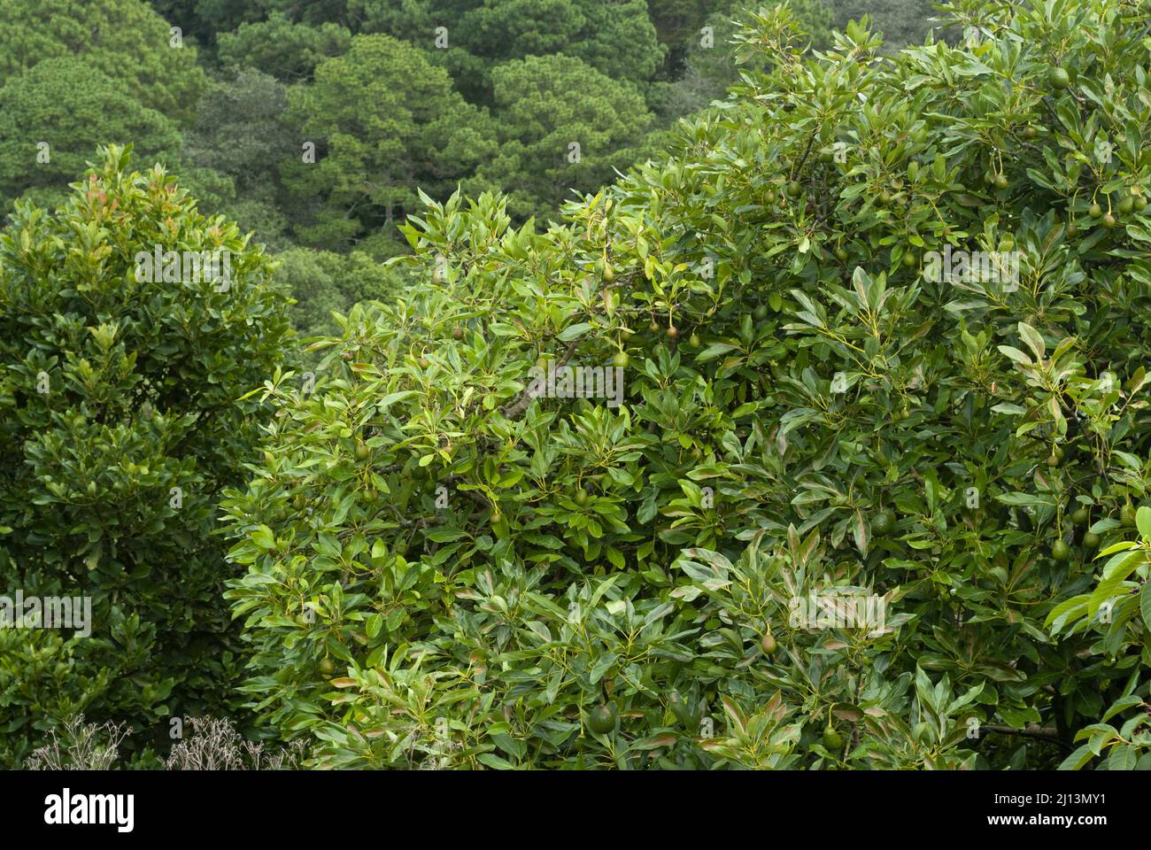 Avocado tree in Guatemala, Central America, green economy, export crop ...