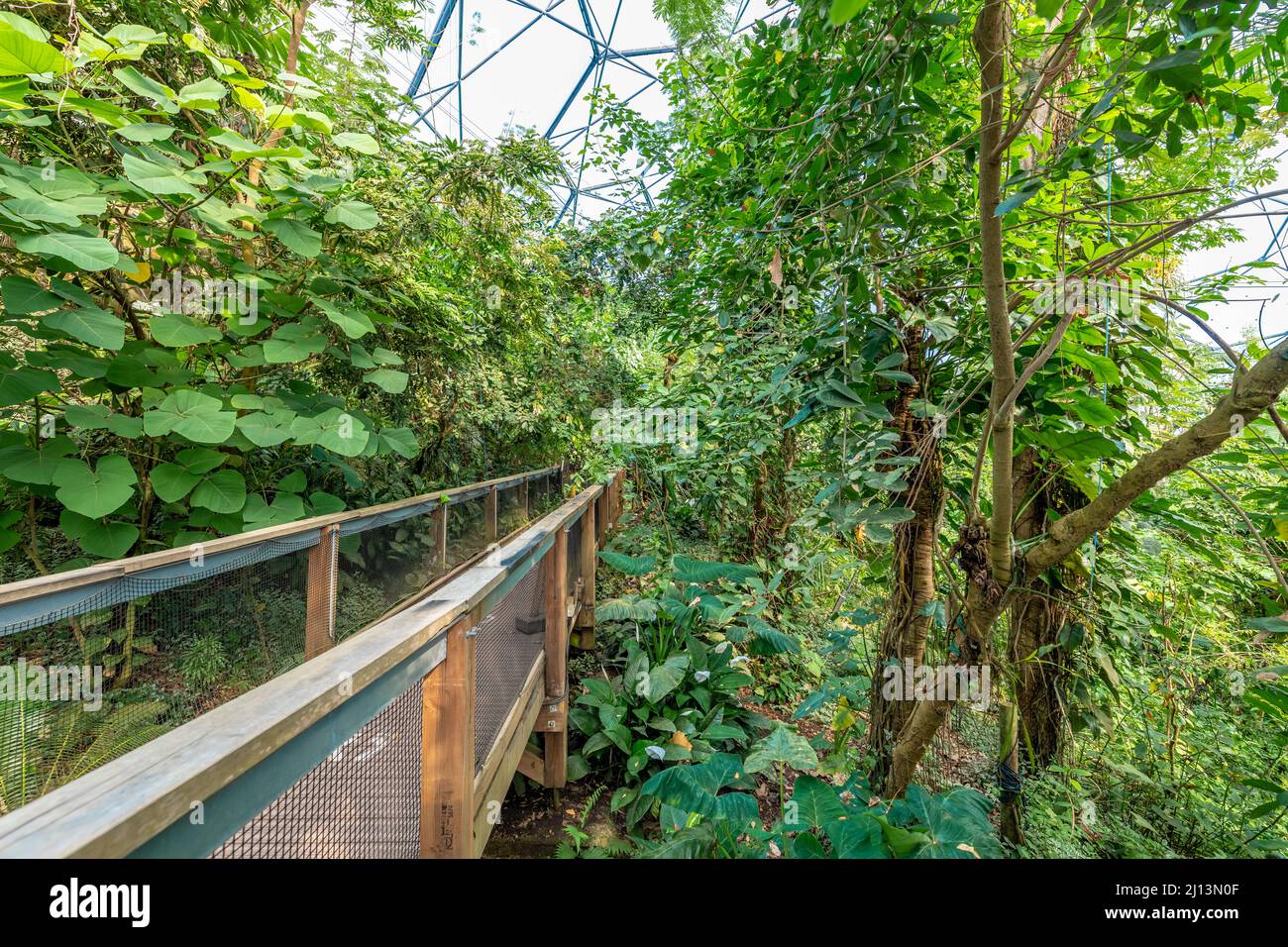 Walkway bridge inside the Eden Project in Cornwall, UK Stock Photo - Alamy