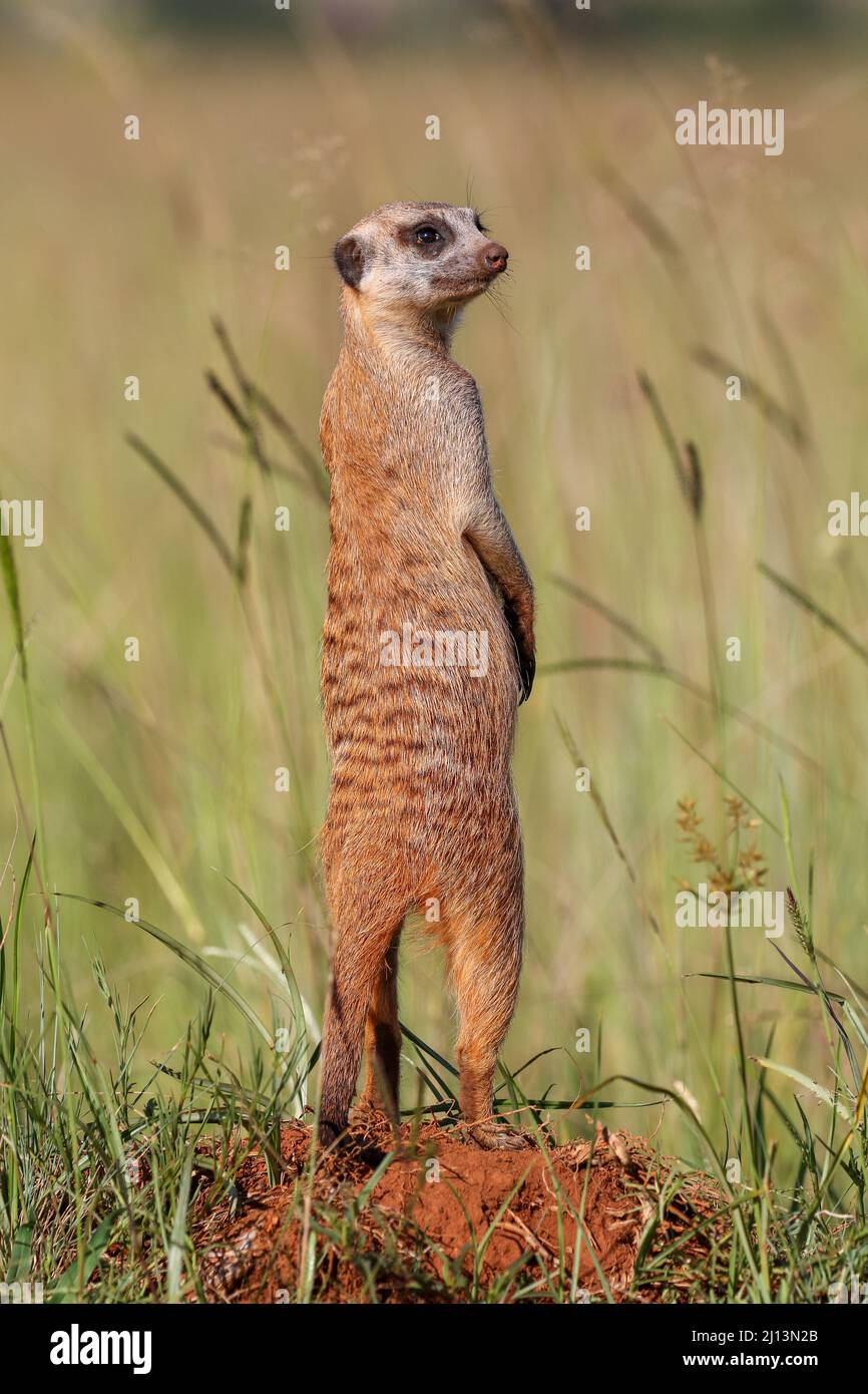 Meerkat, Addo Elephant National Park Stock Photo - Alamy