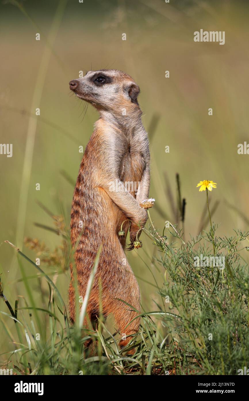 Meerkat, Addo Elephant National Park Stock Photo - Alamy