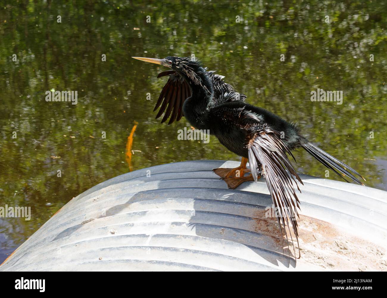Crew bird rookery swamp hi-res stock photography and images - Alamy