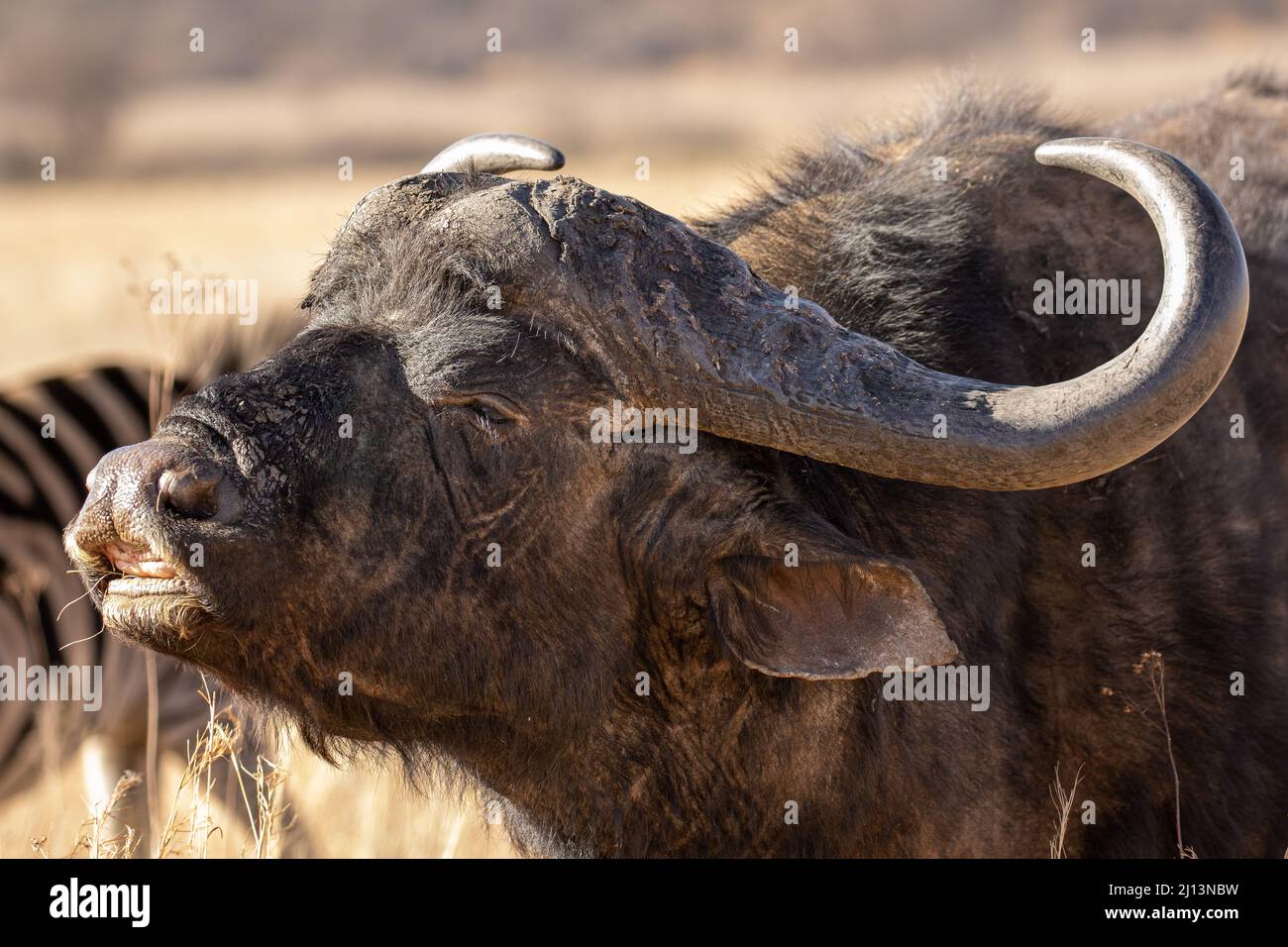 Buffalo exhibiting the flehmen response, Kruger National Park Stock ...