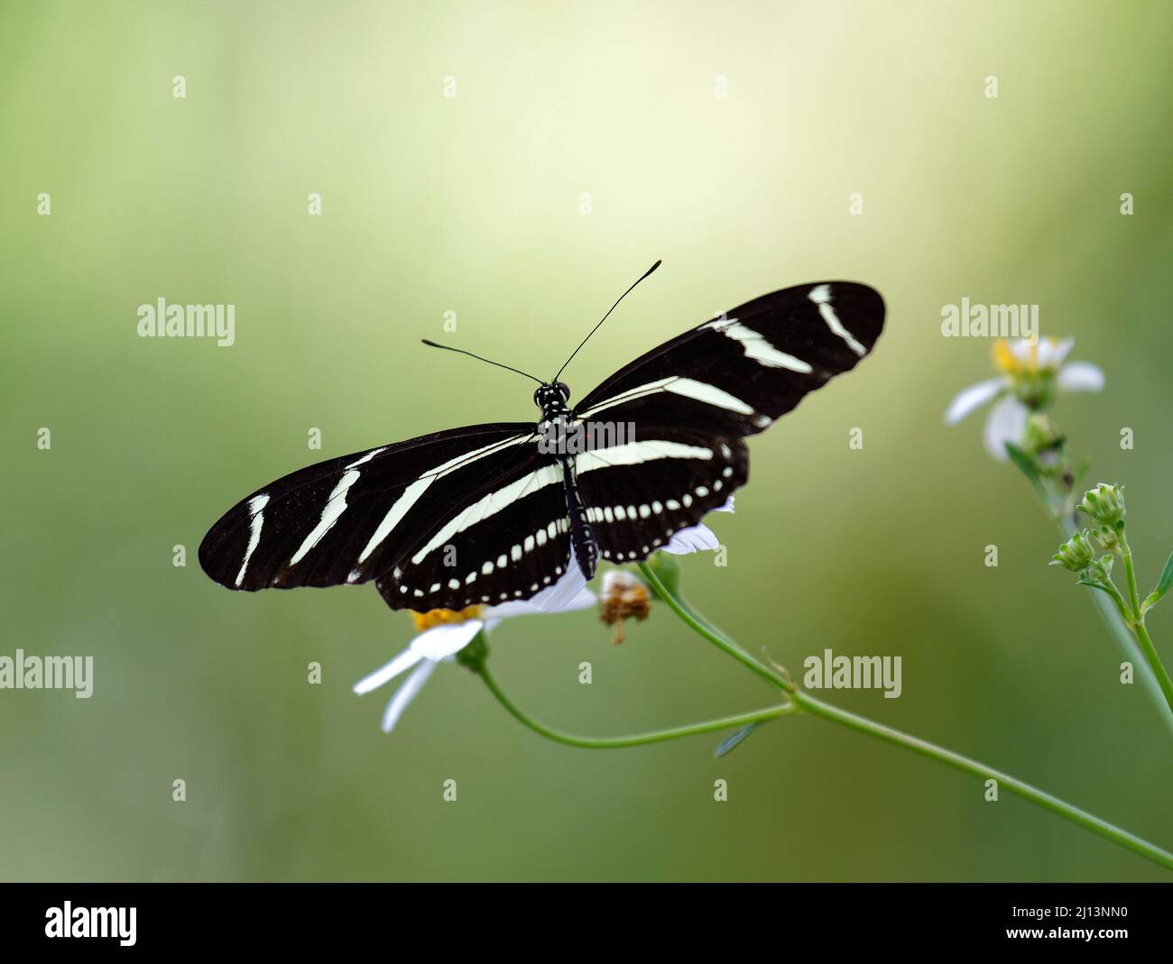 Butterfly movement hi-res stock photography and images - Alamy