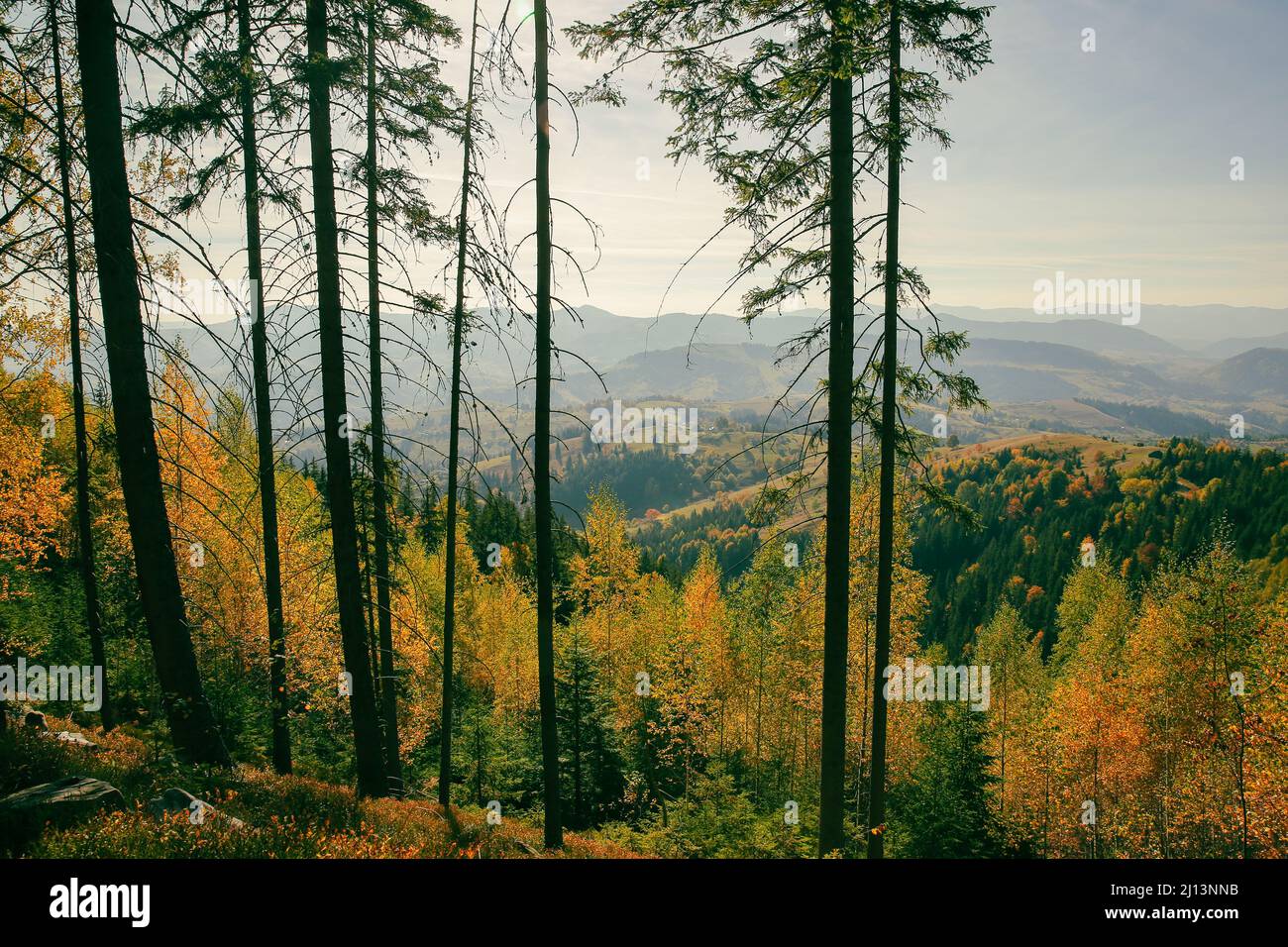 colourful trees in autumn Stock Photo - Alamy