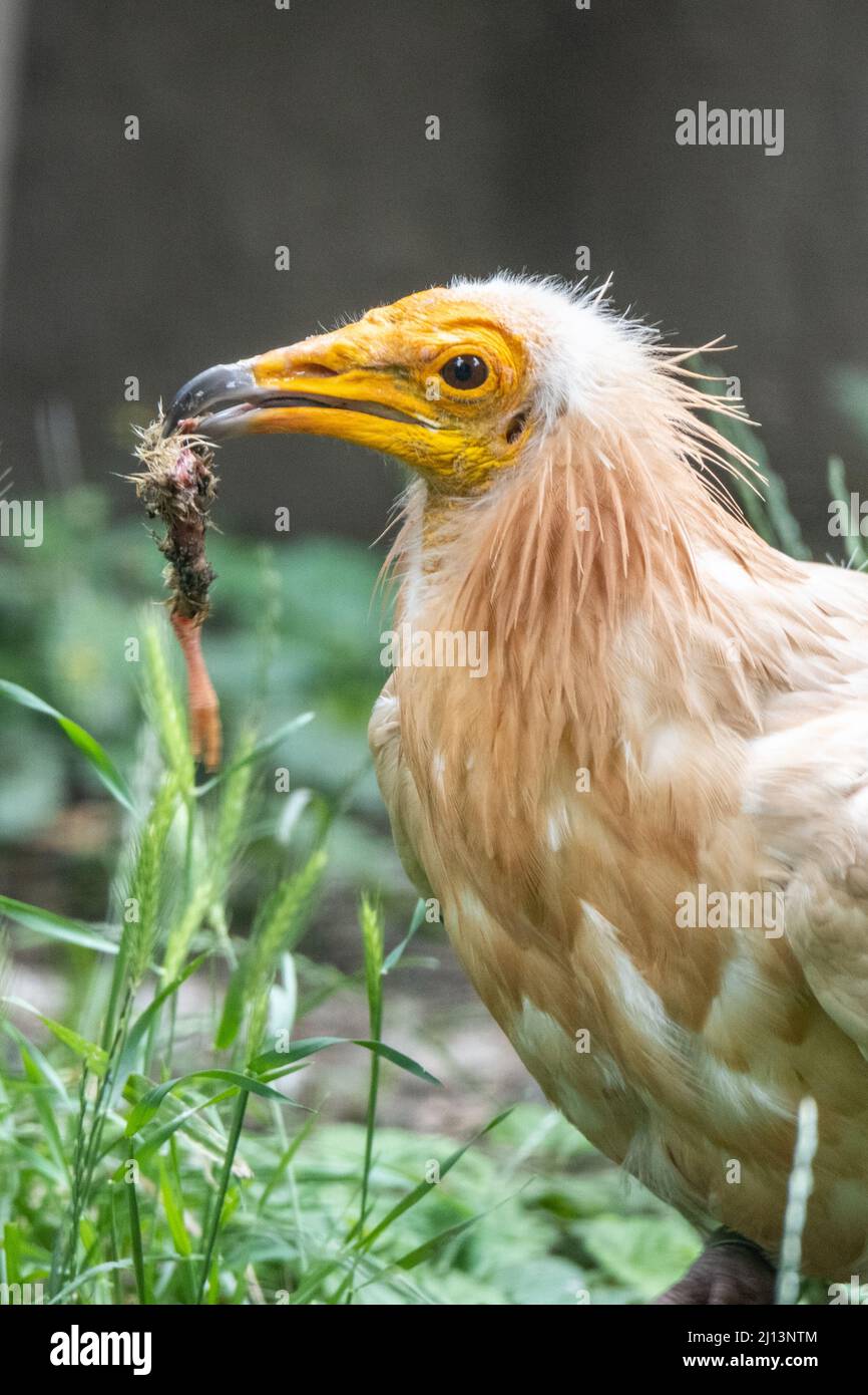 Vulture profile view hi-res stock photography and images - Alamy