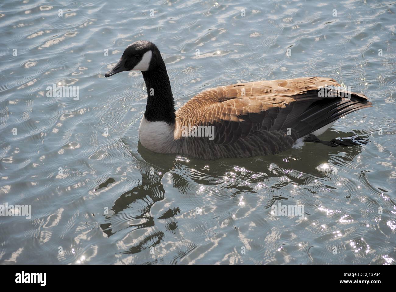 Perfect Canadian Goose Swimming on a Warm Winters Day Stock Photo - Alamy