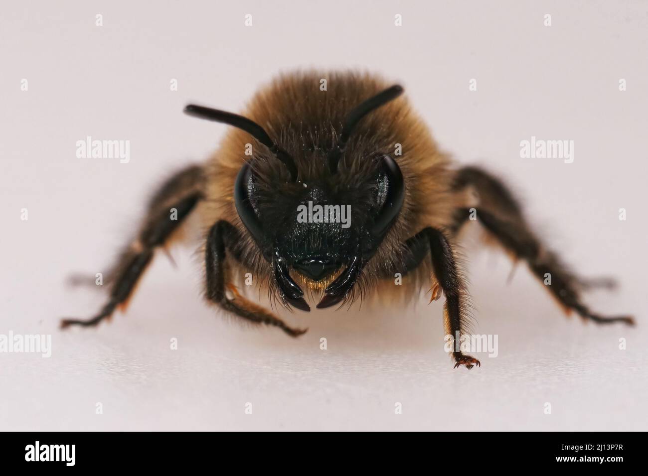 Cellophane bee colletes hi-res stock photography and images - Alamy