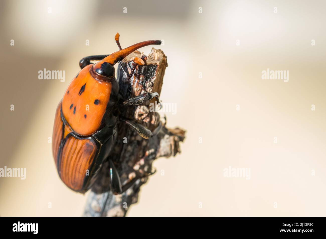 Red palm weevil larva coconut hi-res stock photography and images - Alamy
