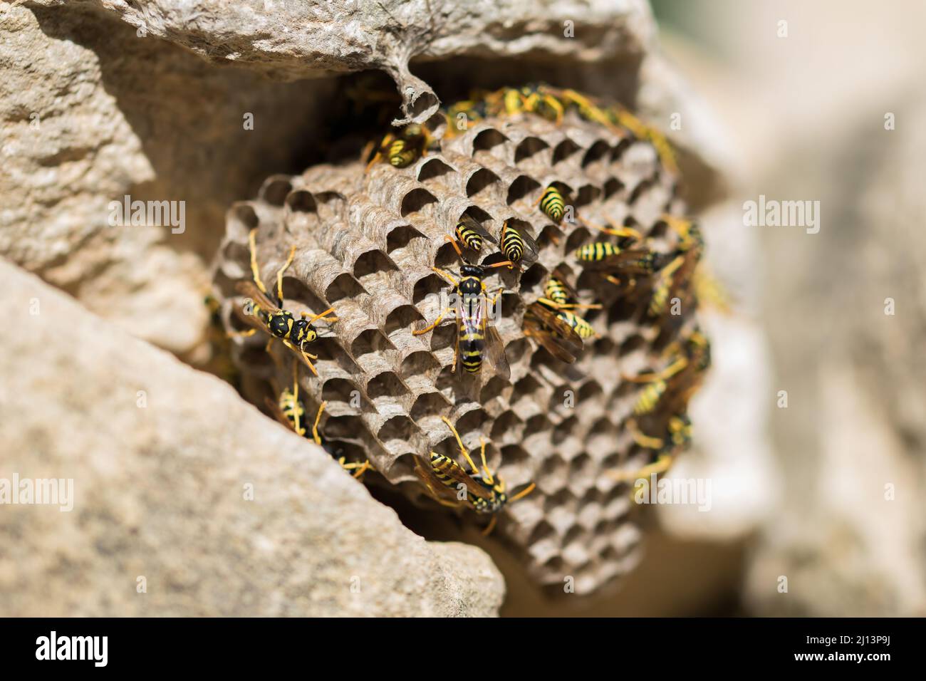 A nest or hive of Large Paper Wasps, Polistes gallicus, striped yellow ...