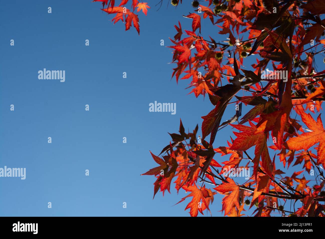 Dry autumn leaves on a branch Stock Photo - Alamy