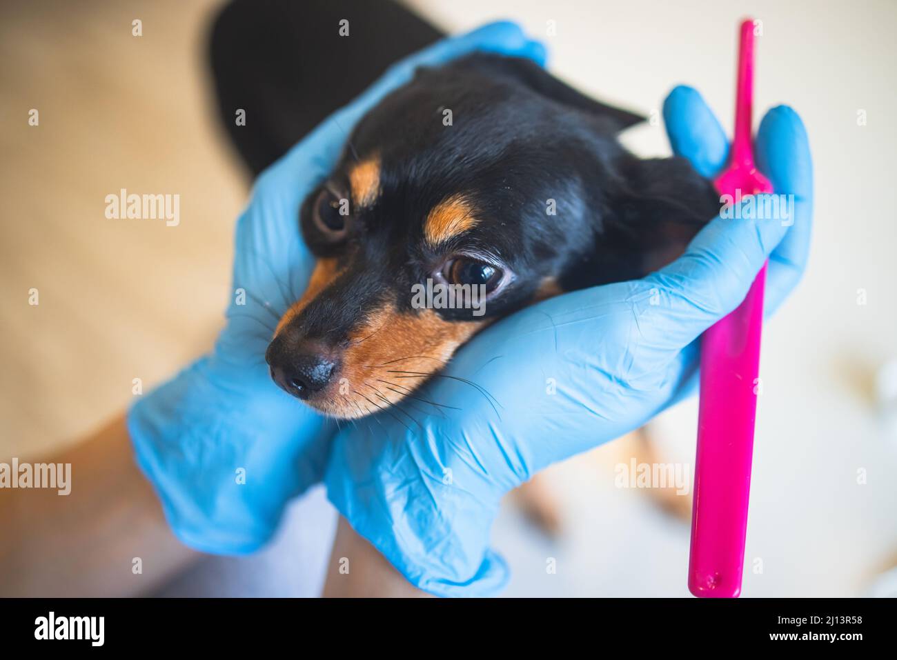 Veterinarian specialist holding the small dog and cleaning whitening ...