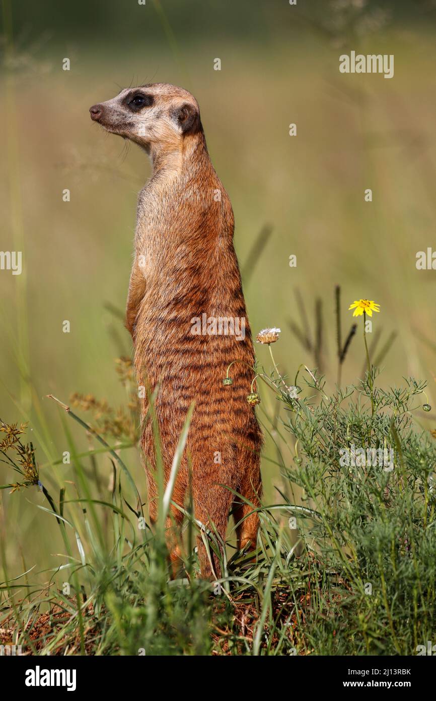 Meerkat, Addo Elephant National Park Stock Photo - Alamy