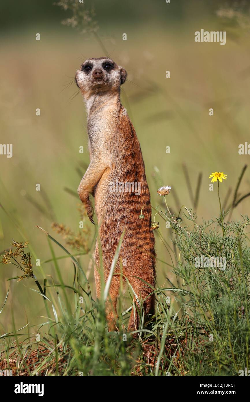 Meerkat, Addo Elephant National Park Stock Photo - Alamy