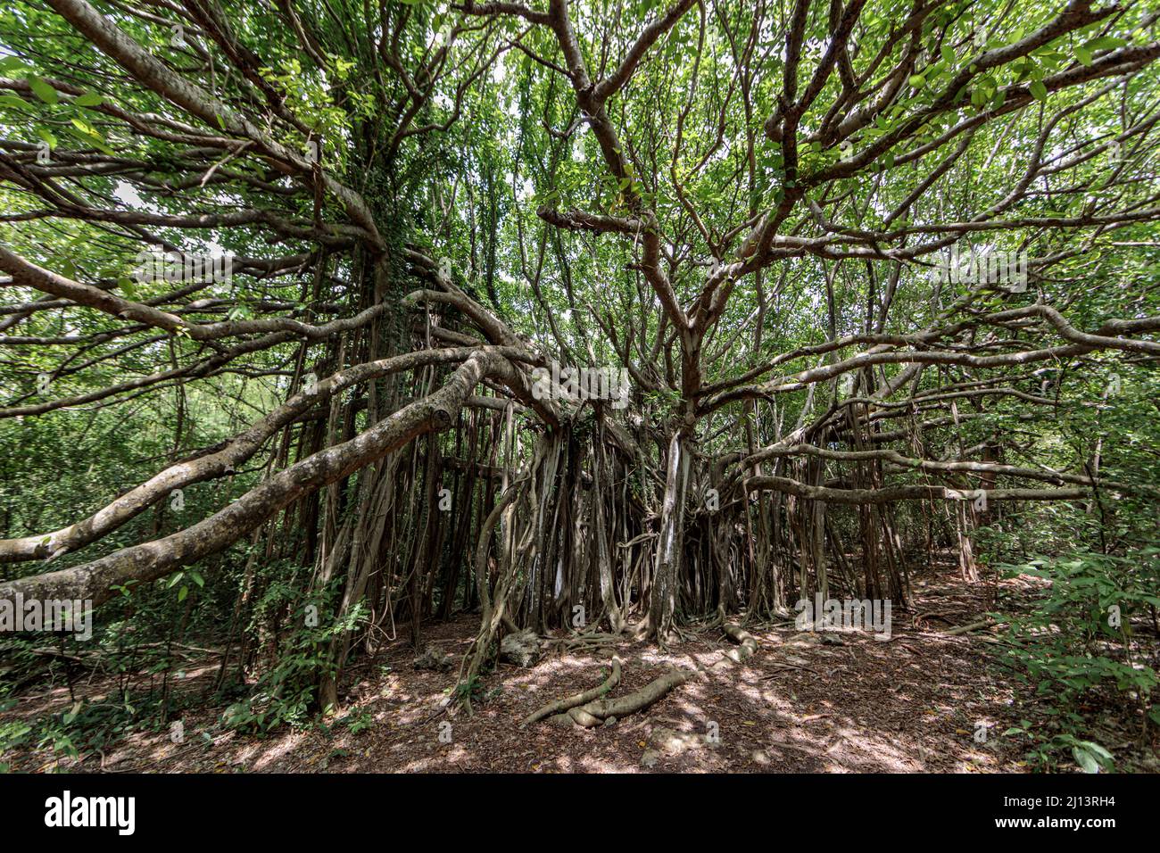 Fig tree in Anse Michel, Sainte-Anne, Martinique, French Antilles Stock ...
