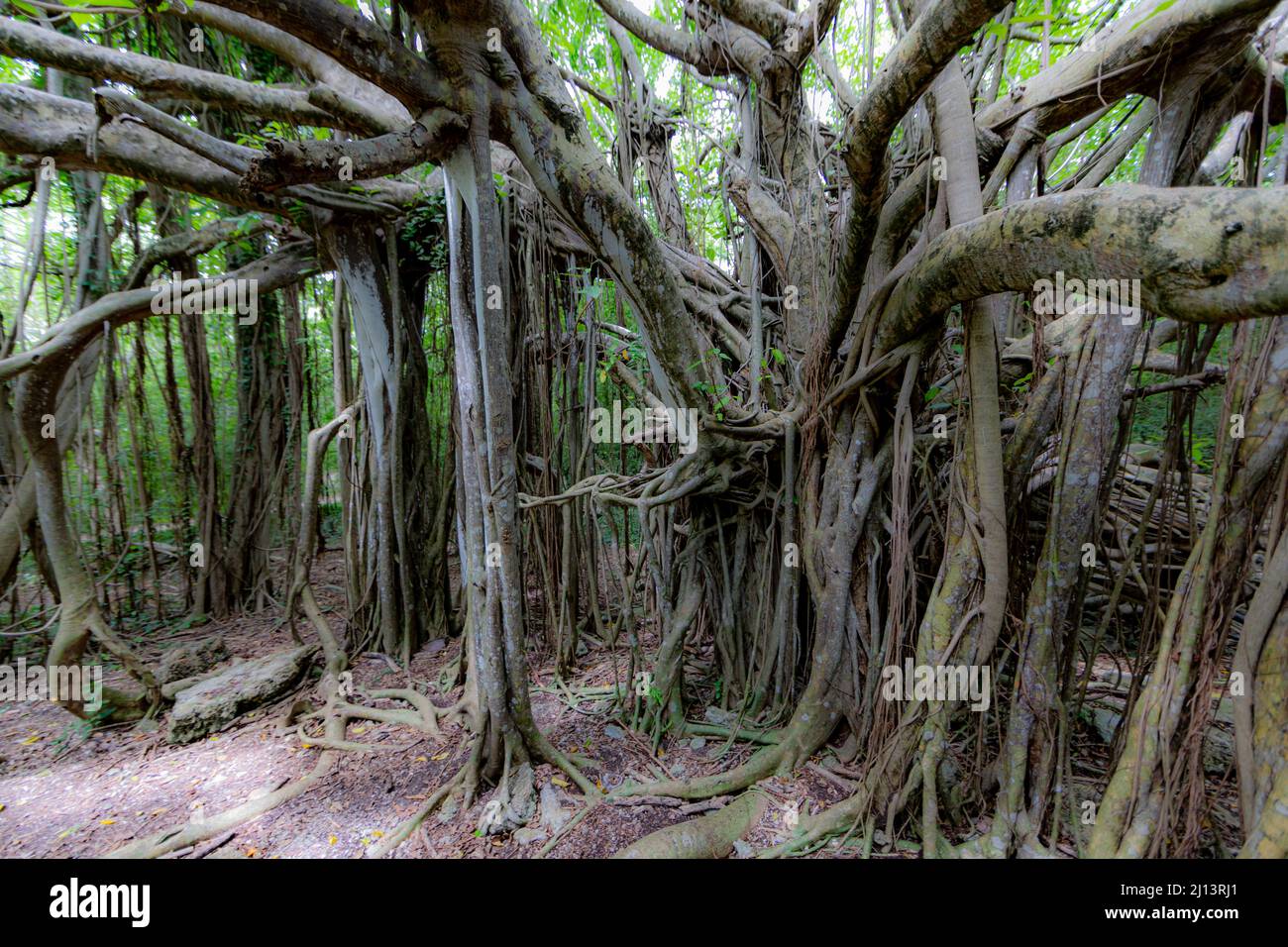 Fig tree in Anse Michel, Sainte-Anne, Martinique, French Antilles Stock ...