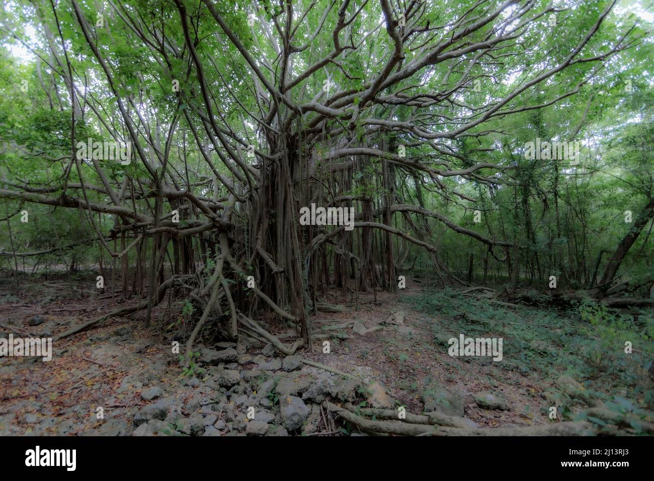 Fig tree in Anse Michel, Sainte-Anne, Martinique, French Antilles Stock ...