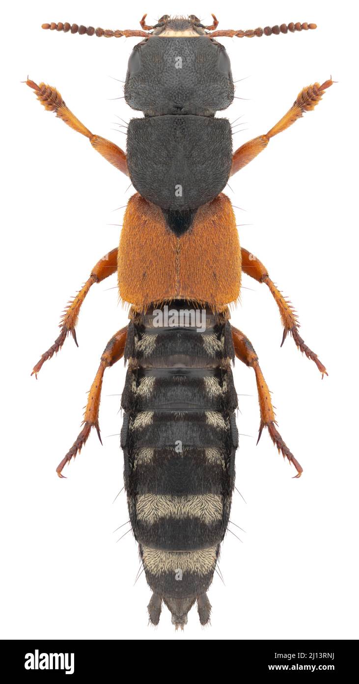 Platydracus stercorarius beetle specimen Stock Photo - Alamy