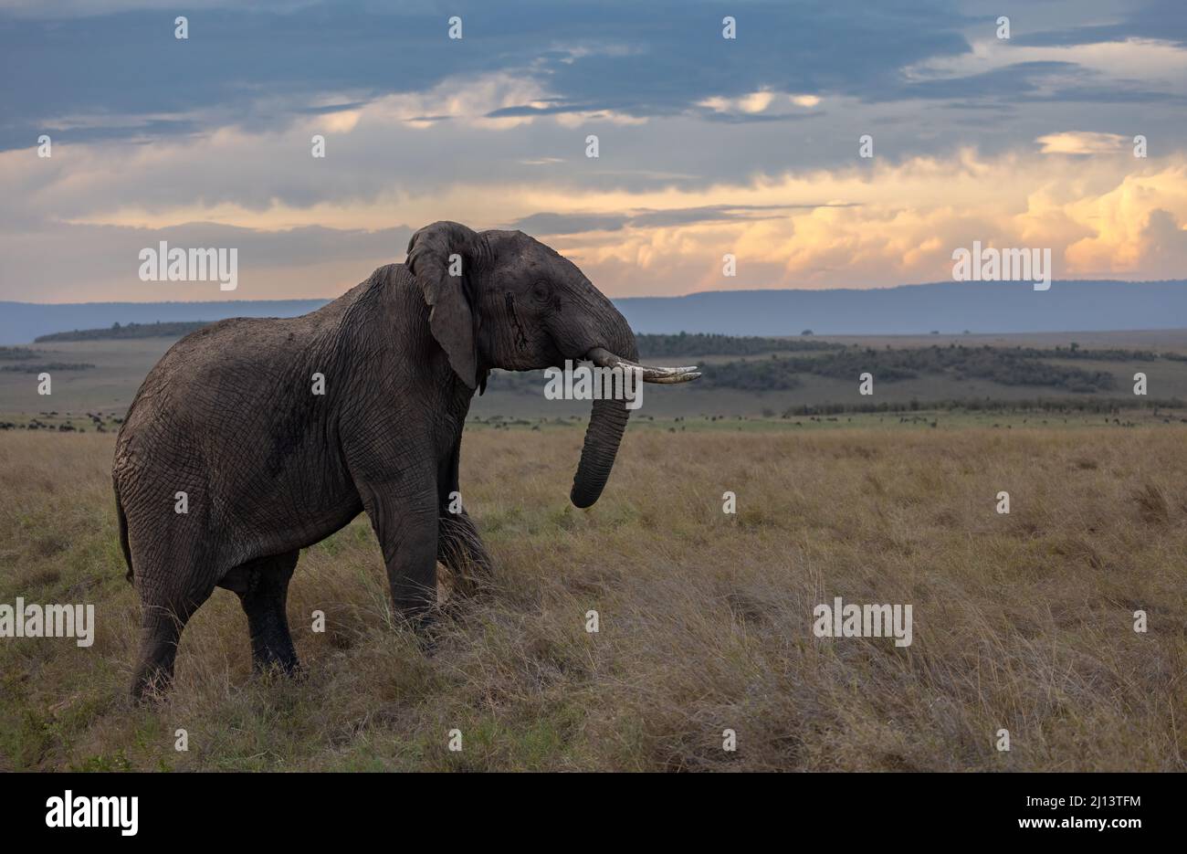 Mt elephant hi-res stock photography and images - Alamy