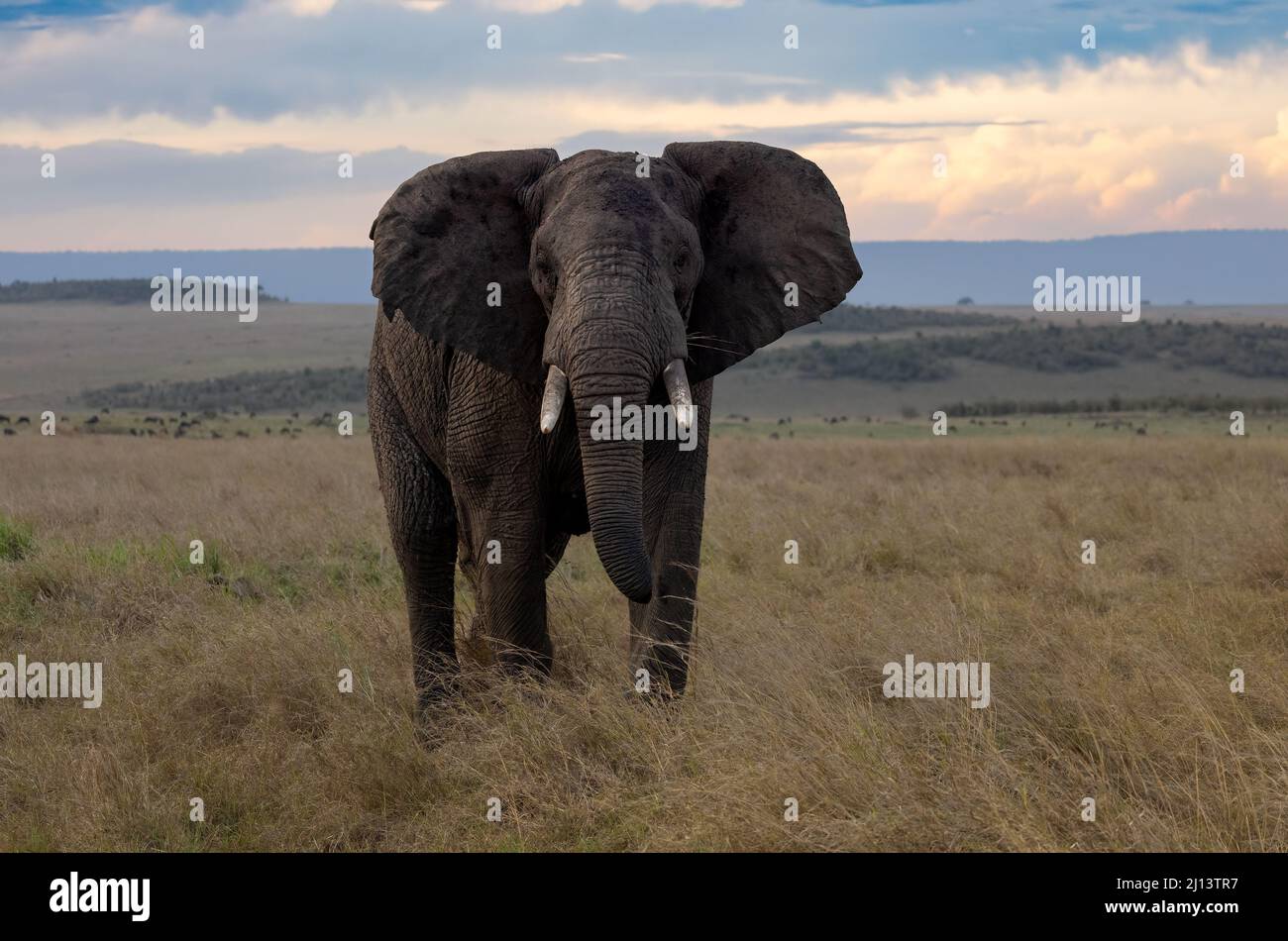 Maasai amboseli elephant hi-res stock photography and images - Alamy