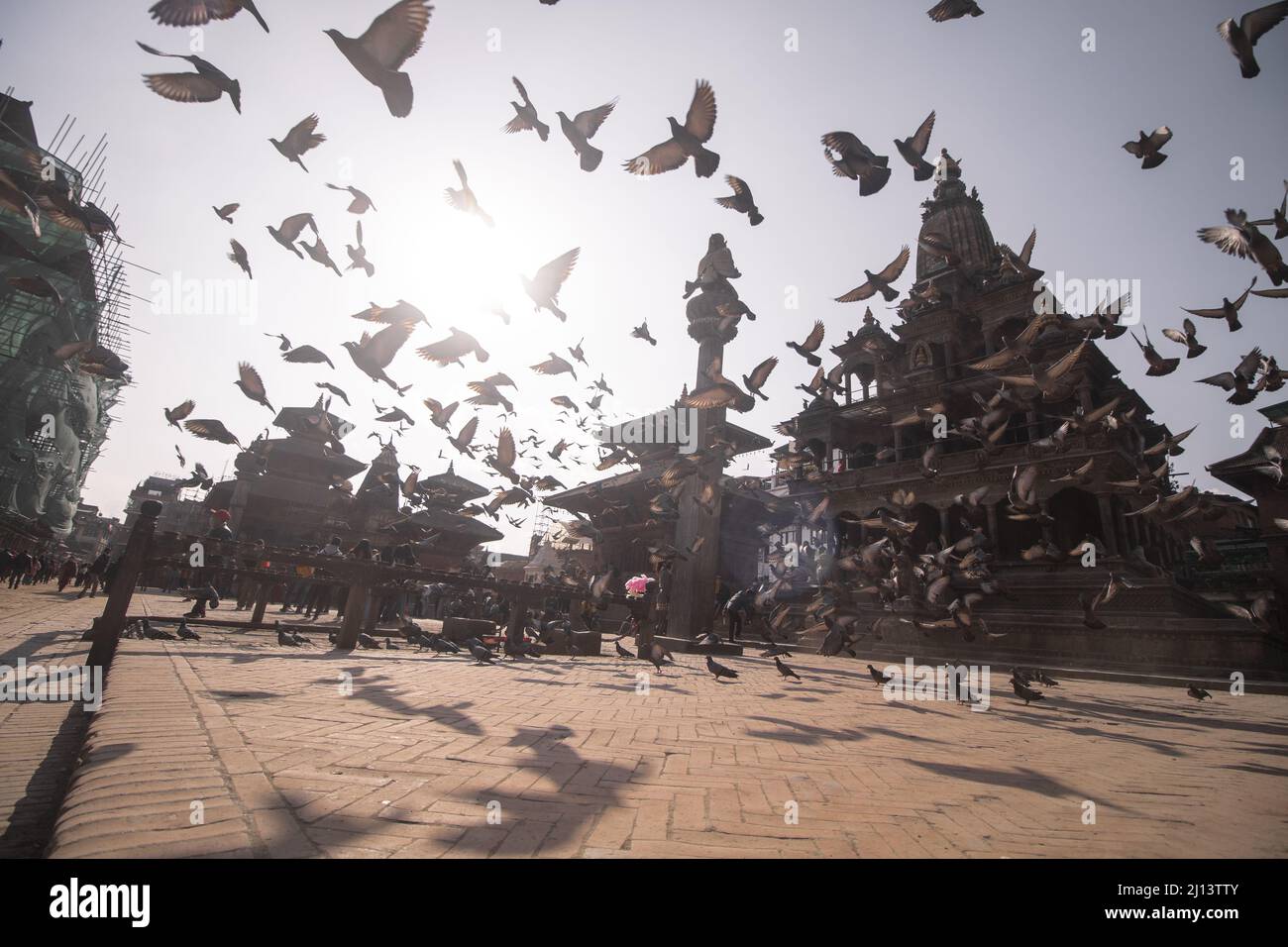 Nepali birds hi-res stock photography and images - Alamy